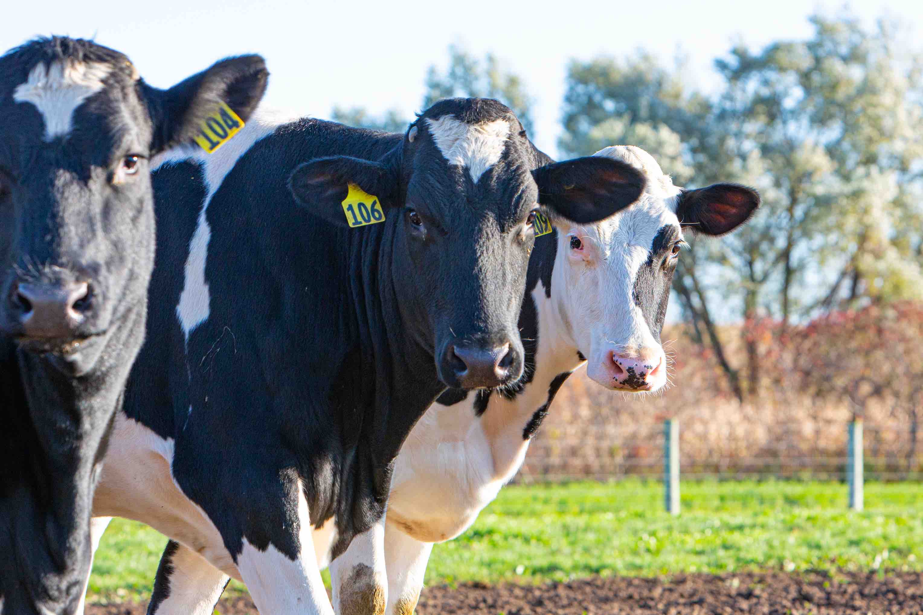 Products - Liquid Feeds Inc