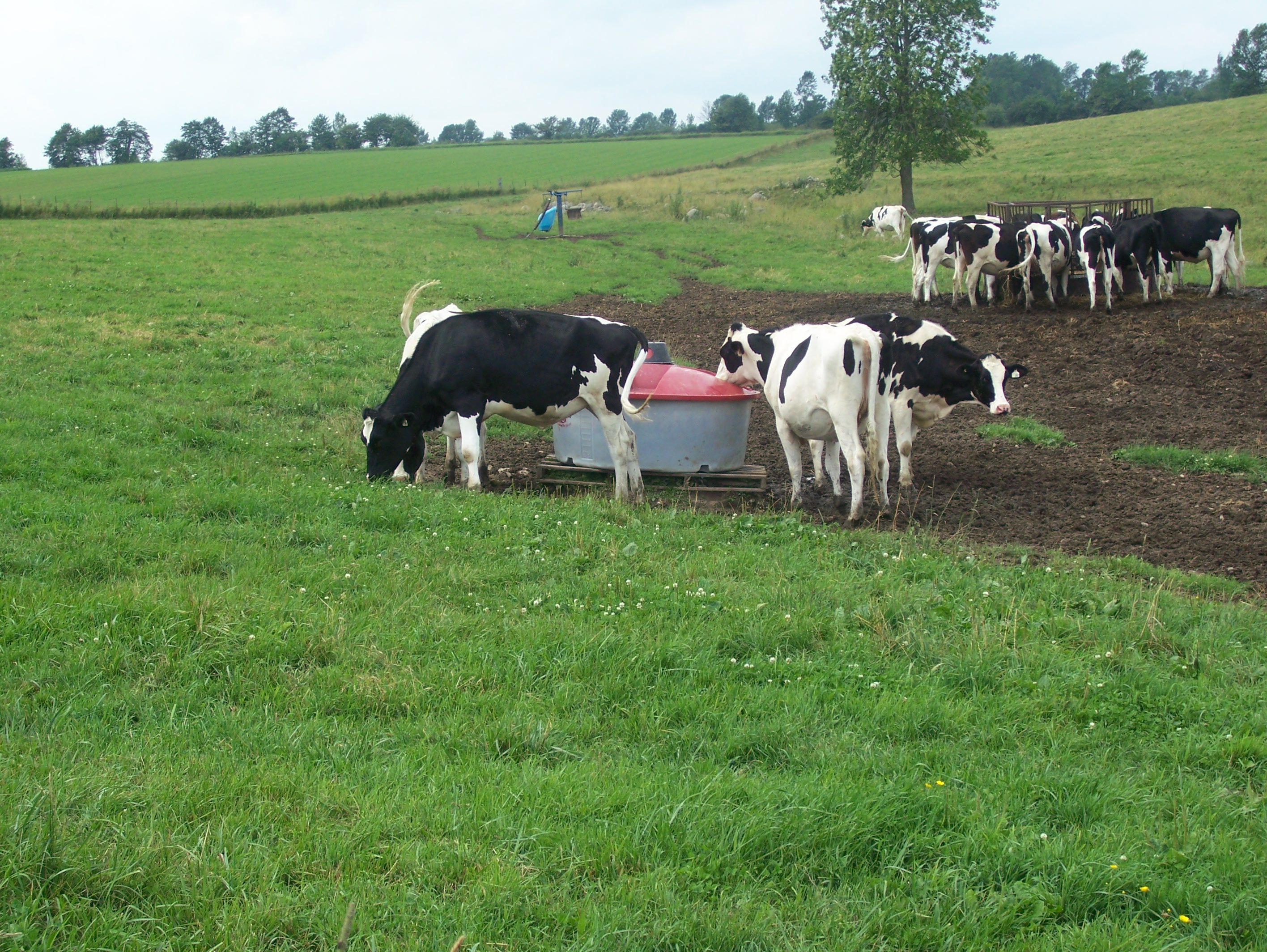 LPS 42% - Liquid Feeds Inc